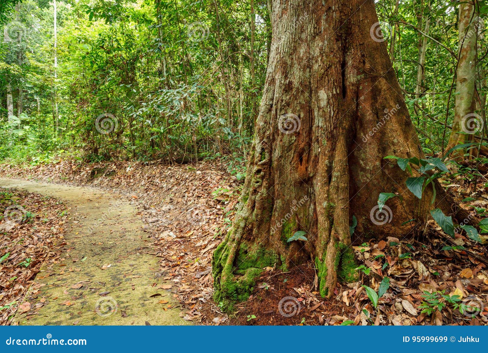 Buttress Tree Roots in Rainforest Stock Image - Image of trunk ...