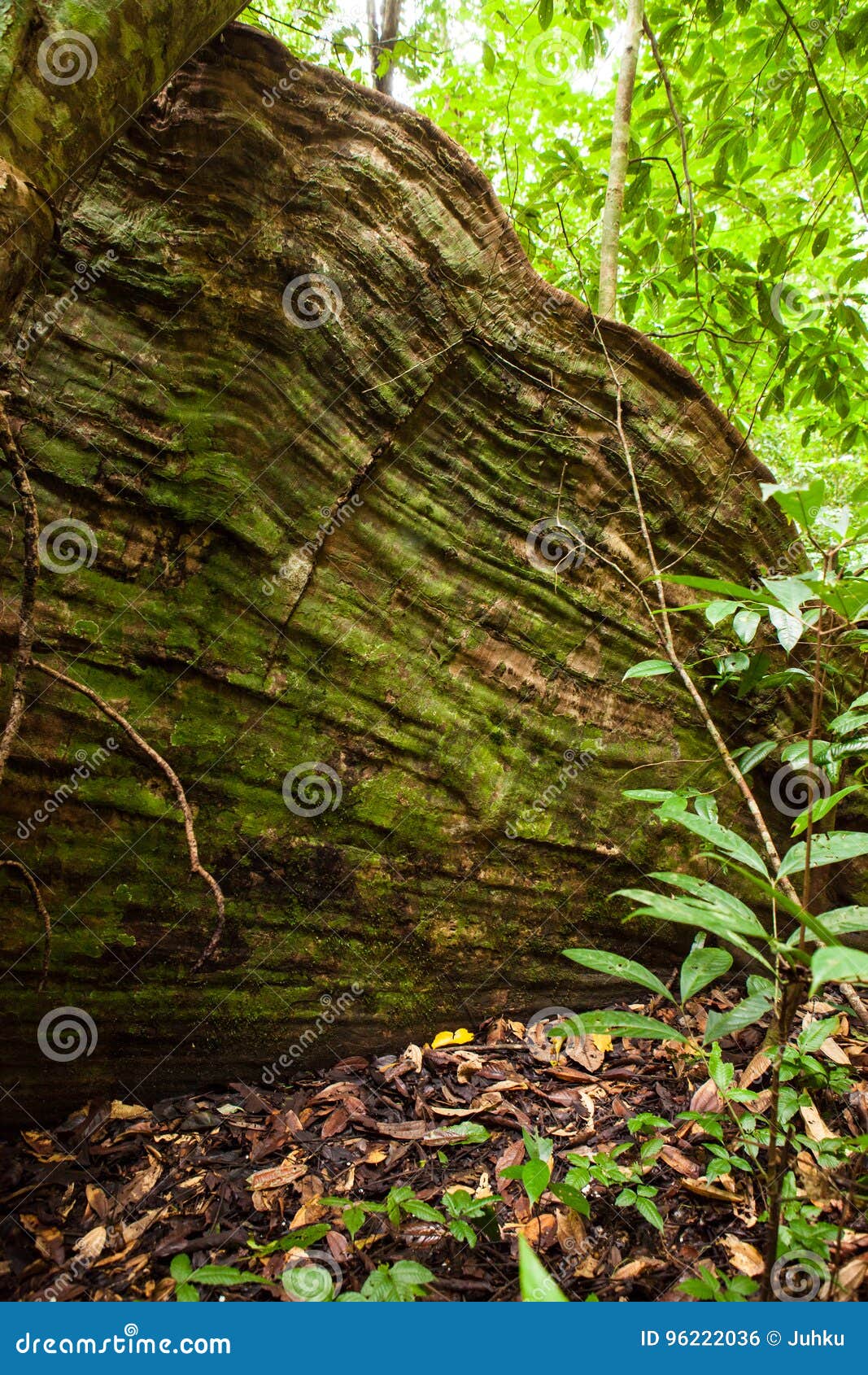 Buttress Tree Roots in Rainforest Stock Photo - Image of trunk ...