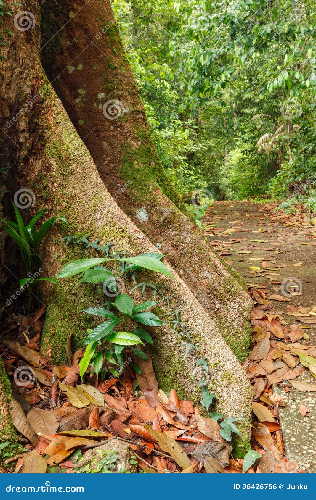 Buttress Tree Roots in Rainforest Stock Photo - Image of walkway ...