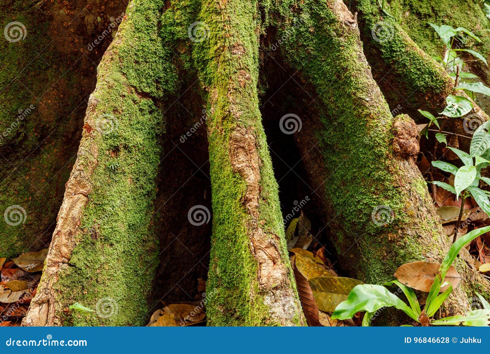 Buttress Tree Roots in Rainforest Stock Photo - Image of tropical ...