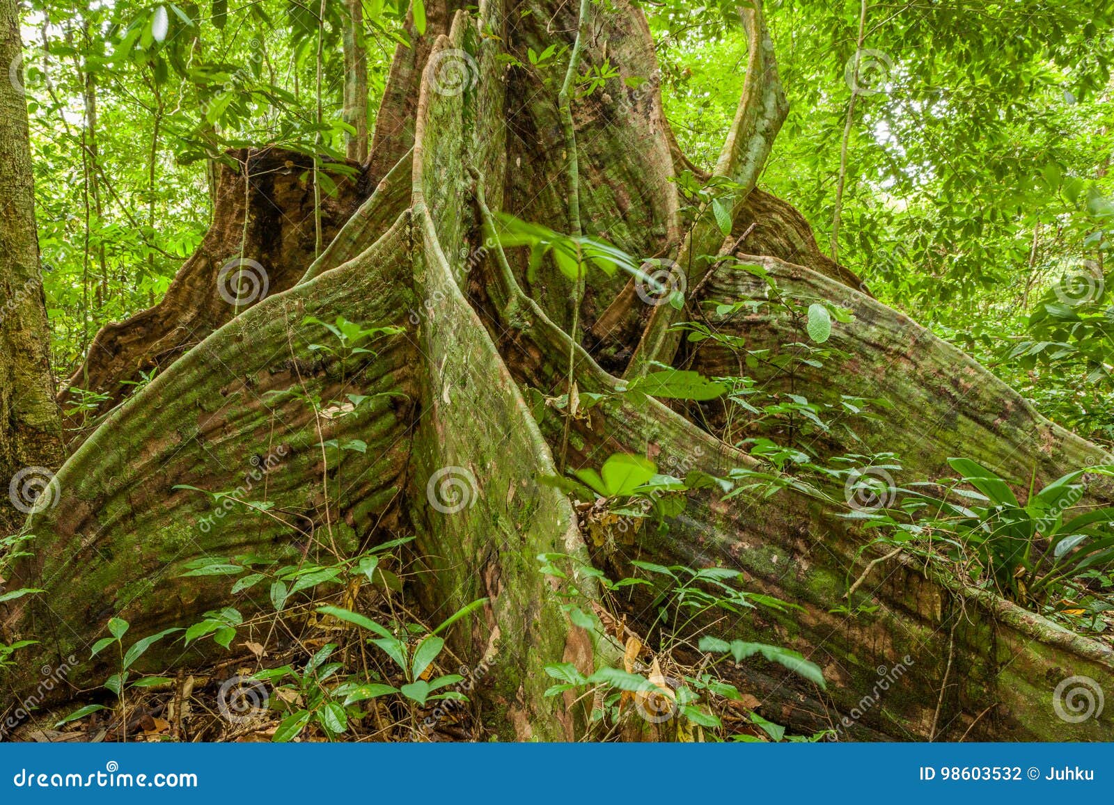 Buttress Tree Roots in Rainforest Stock Photo - Image of nature, forest ...