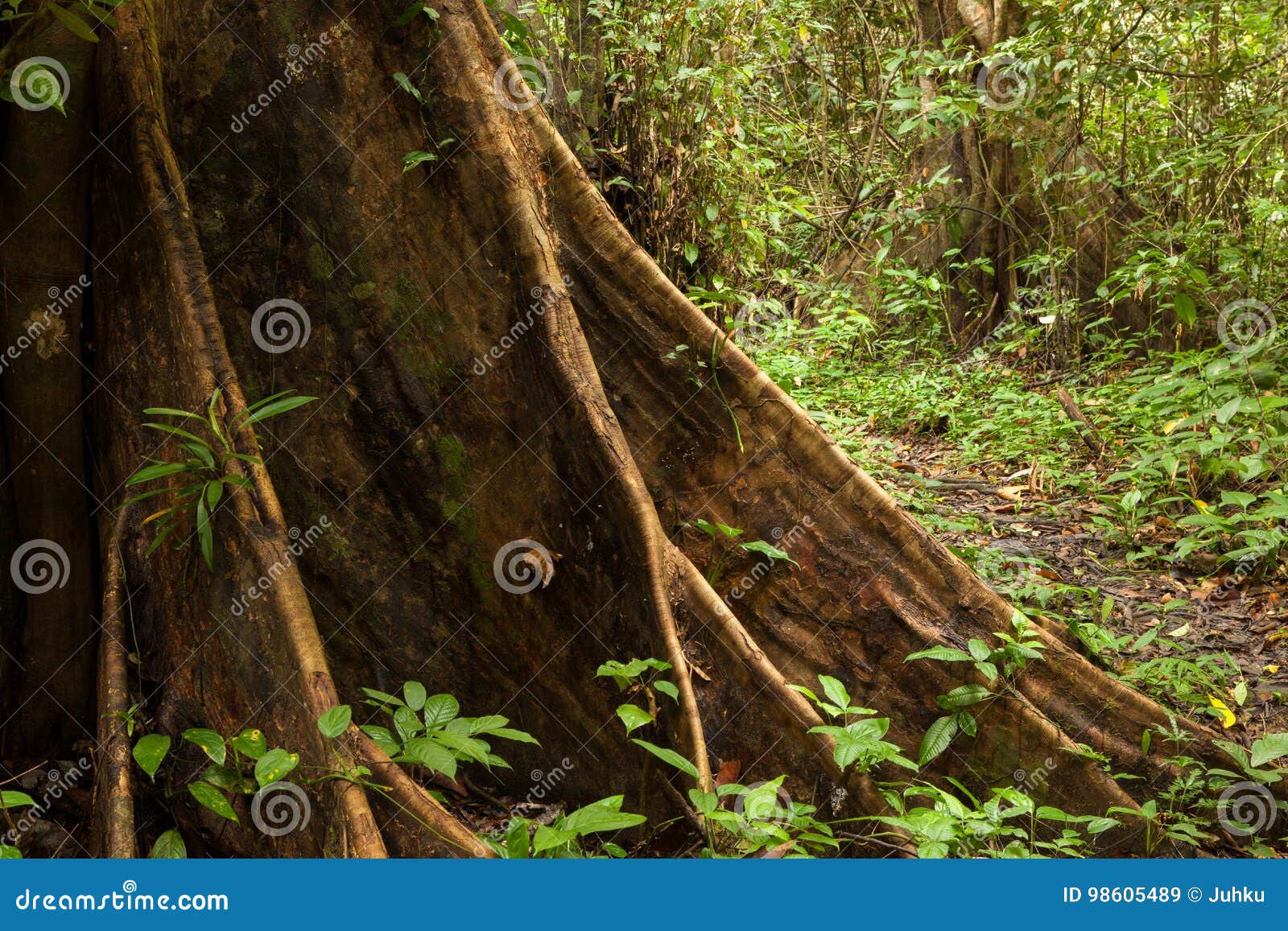 Buttress Tree Roots in Rainforest Stock Image - Image of roots, trunk ...