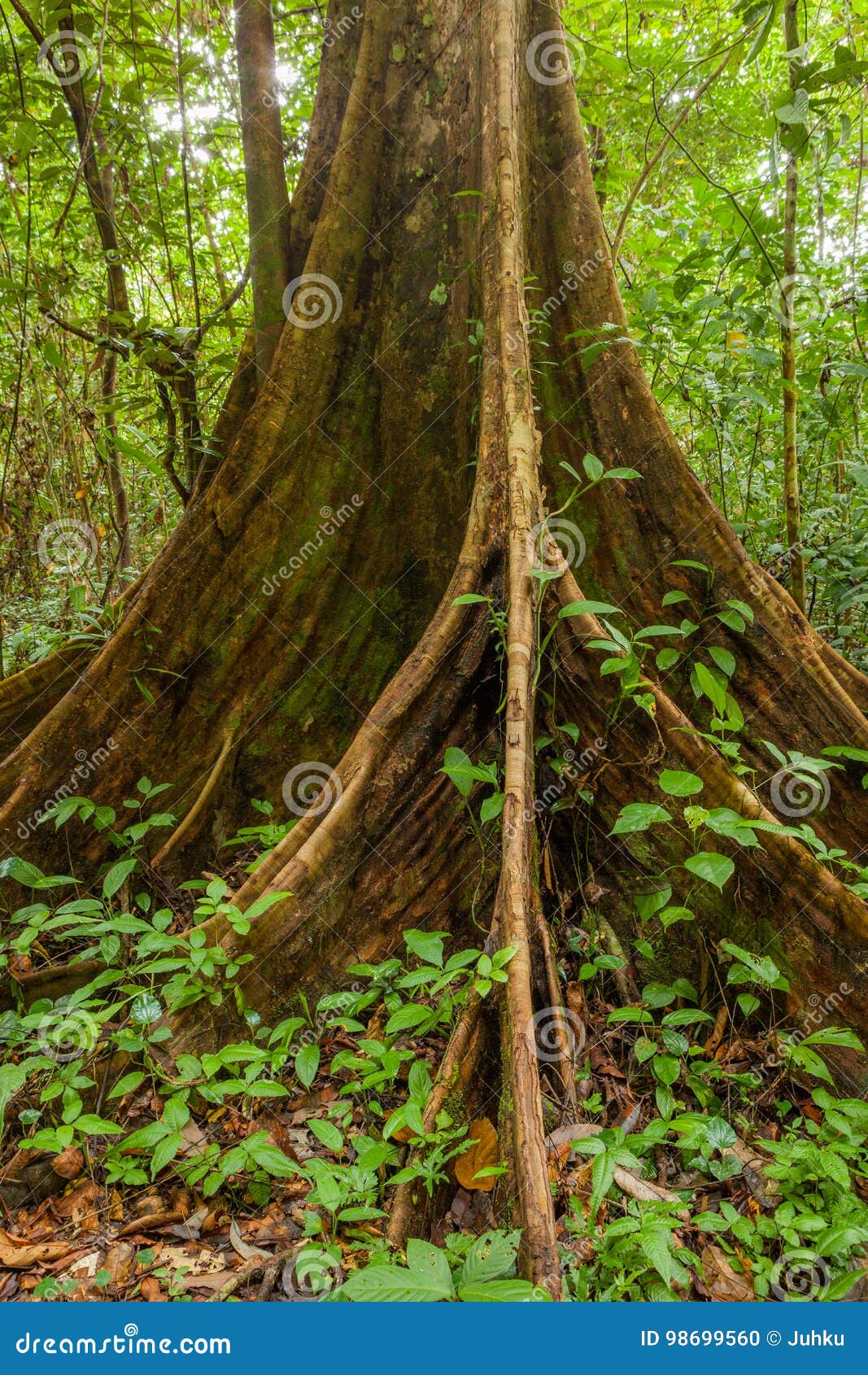 Buttress Tree Roots in Rainforest Stock Photo - Image of tree, forest ...