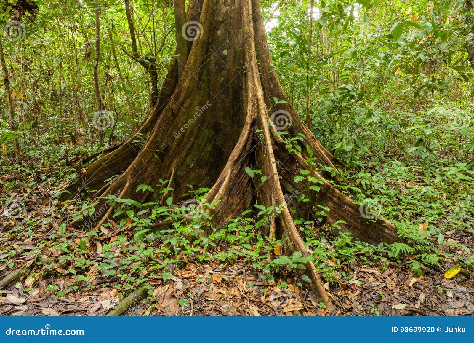 Buttress Tree Roots in Rainforest Stock Photo - Image of verdant, vine ...