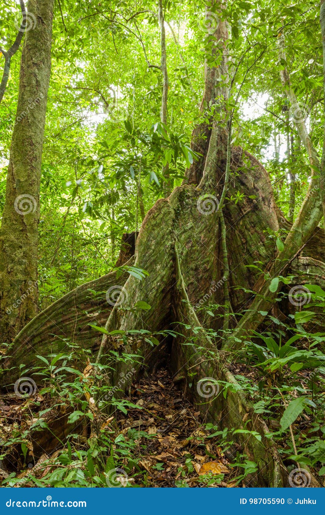 Buttress Tree Roots in Rainforest Stock Photo - Image of huge, malaysia ...
