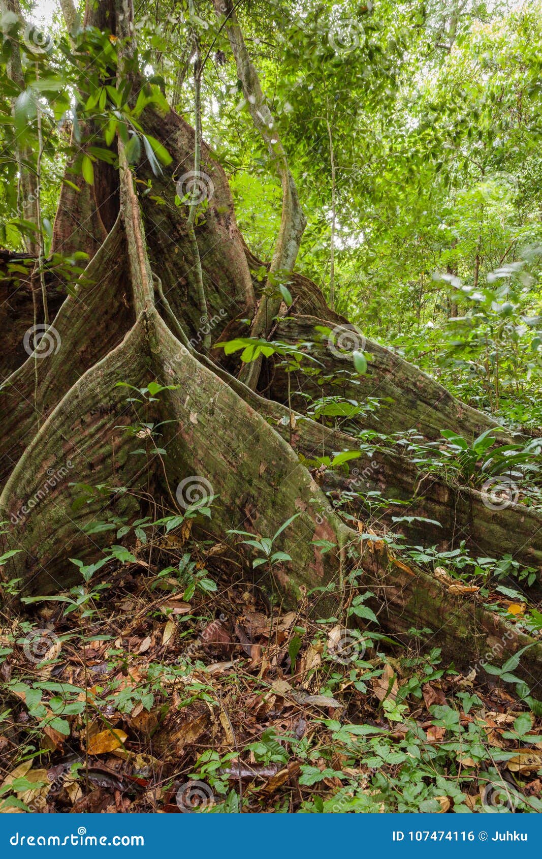 Buttress Tree Roots in Rainforest Stock Photo - Image of bark ...