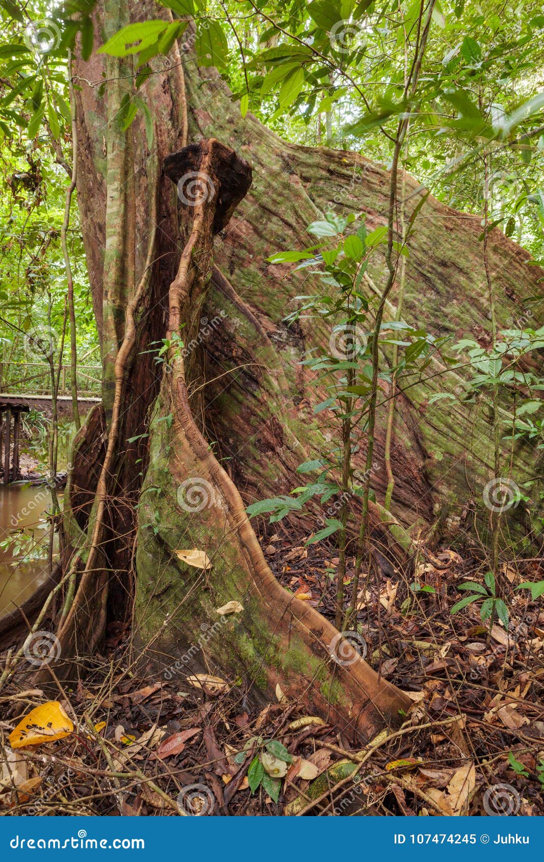 Buttress Tree Roots in Rainforest Stock Image - Image of verdant ...