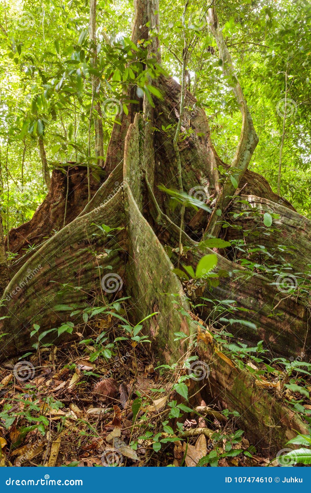 Buttress Tree Roots in Rainforest Stock Photo - Image of bark, exotic ...