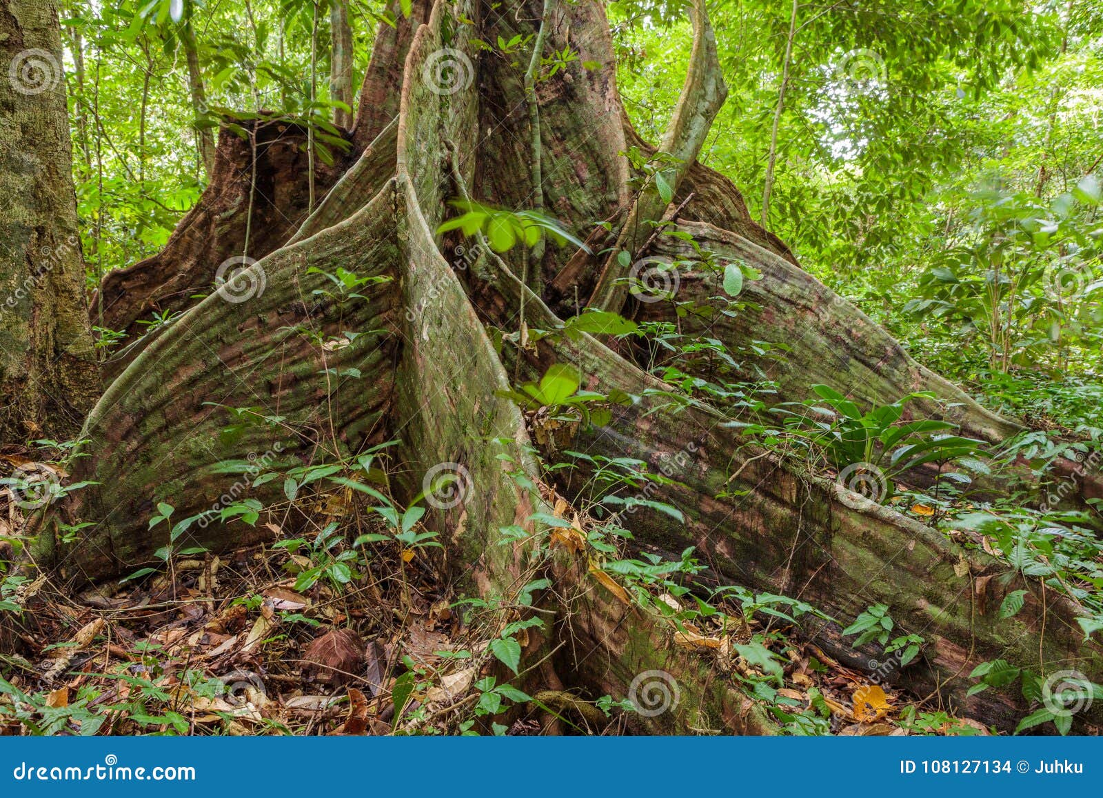 Buttress Tree Roots in Rainforest Stock Photo - Image of nature, huge ...
