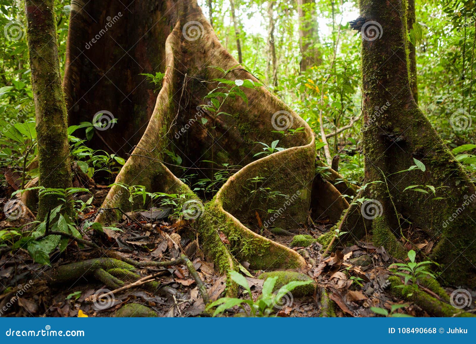 Buttress Tree Roots in Rainforest Stock Photo - Image of bark, lush ...