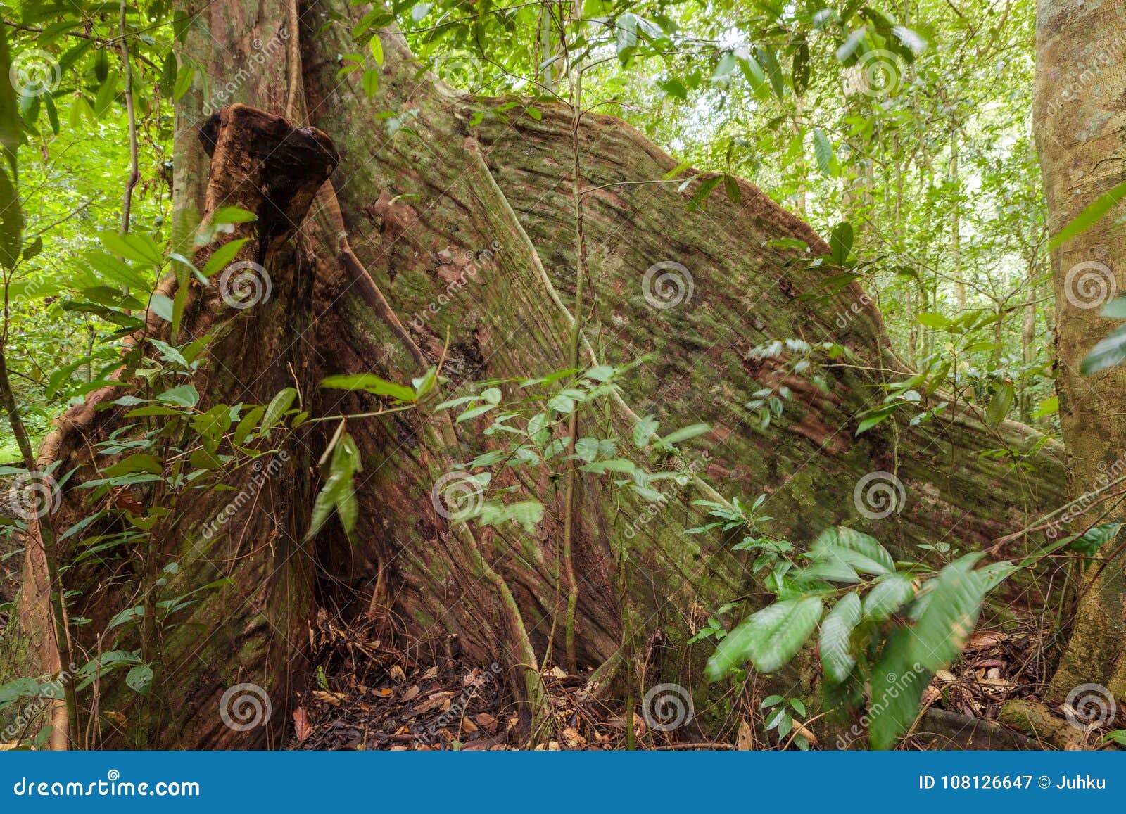 Buttress Tree Roots in Rainforest Stock Image - Image of vegetation ...