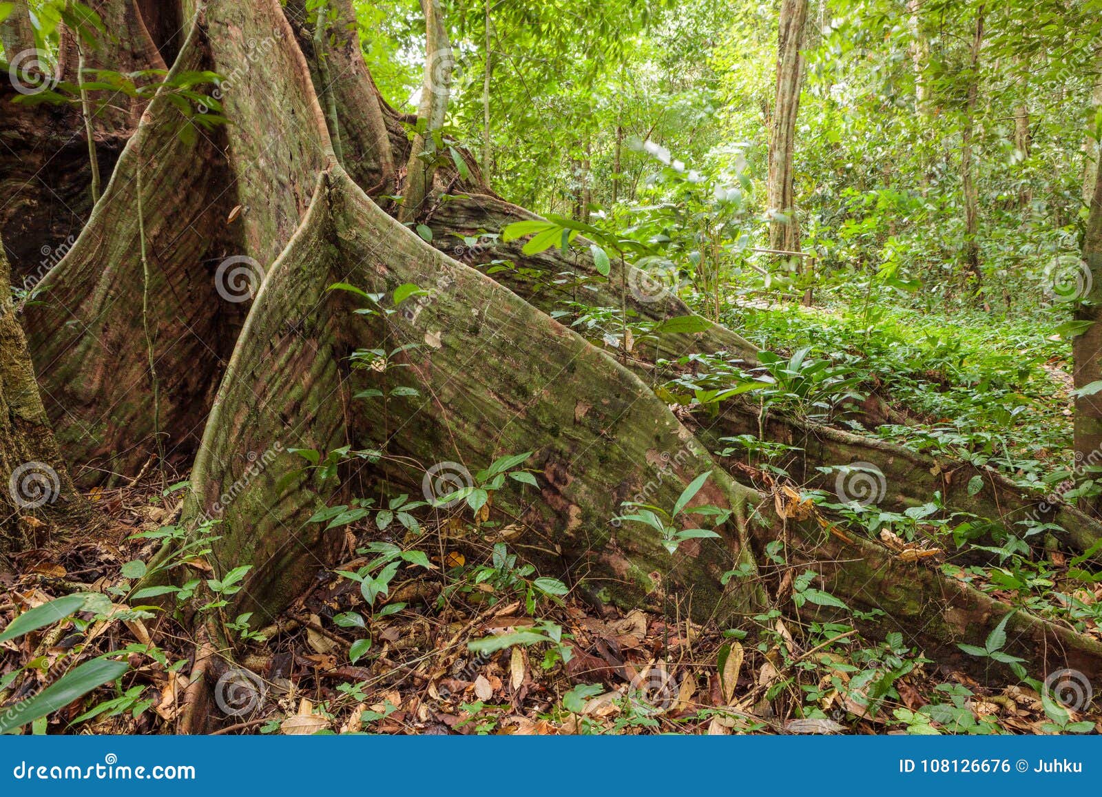 Buttress Tree Roots in Rainforest Stock Photo - Image of environment ...
