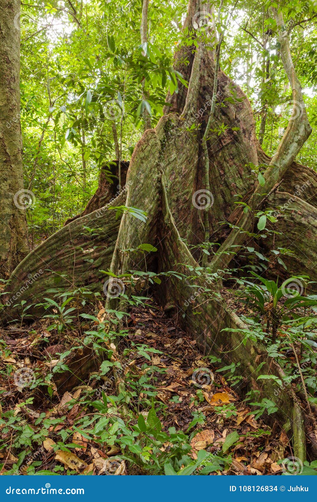 Buttress Tree Roots in Rainforest Stock Photo - Image of roots, borneo ...