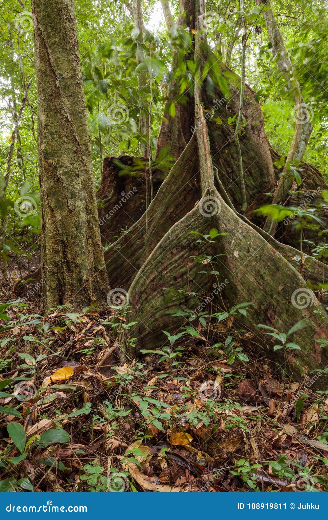 Buttress Tree Roots in Rainforest Stock Image - Image of borneo, roots ...