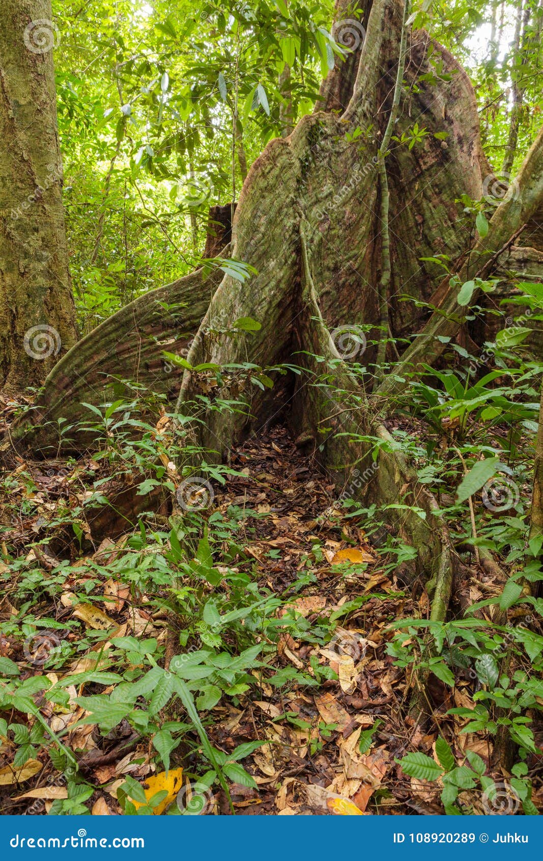 Buttress Tree Roots in Rainforest Stock Image - Image of root ...