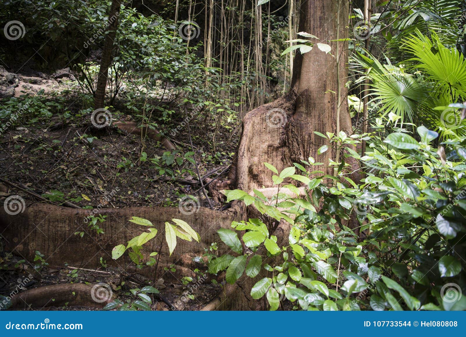 Buttress Root in Rainforest Stock Photo - Image of buttress, tropes ...