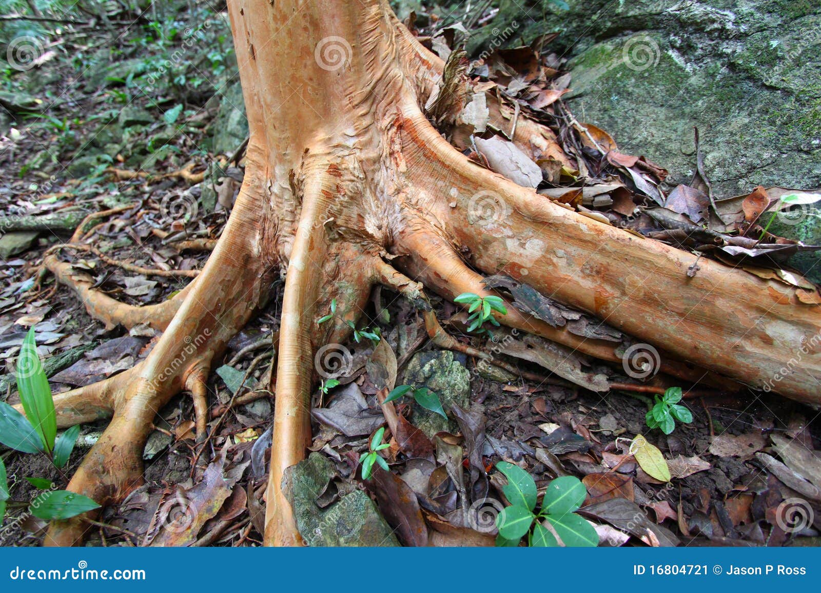 Buttressed Tree Roots stock image. Image of tree, tropical - 16804721