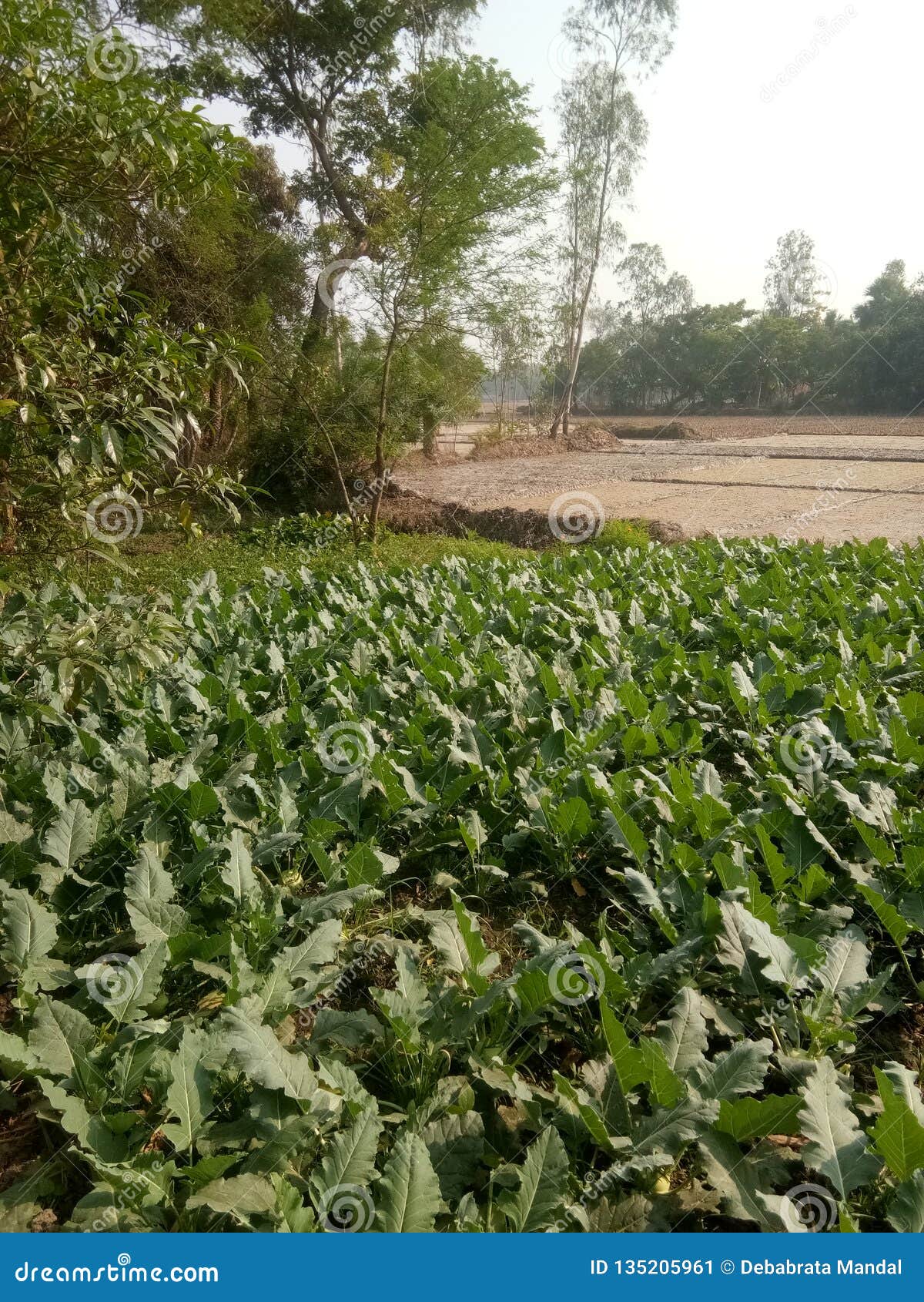 Buty of Nature stock image. Image of nature, buty, nice - 135205961