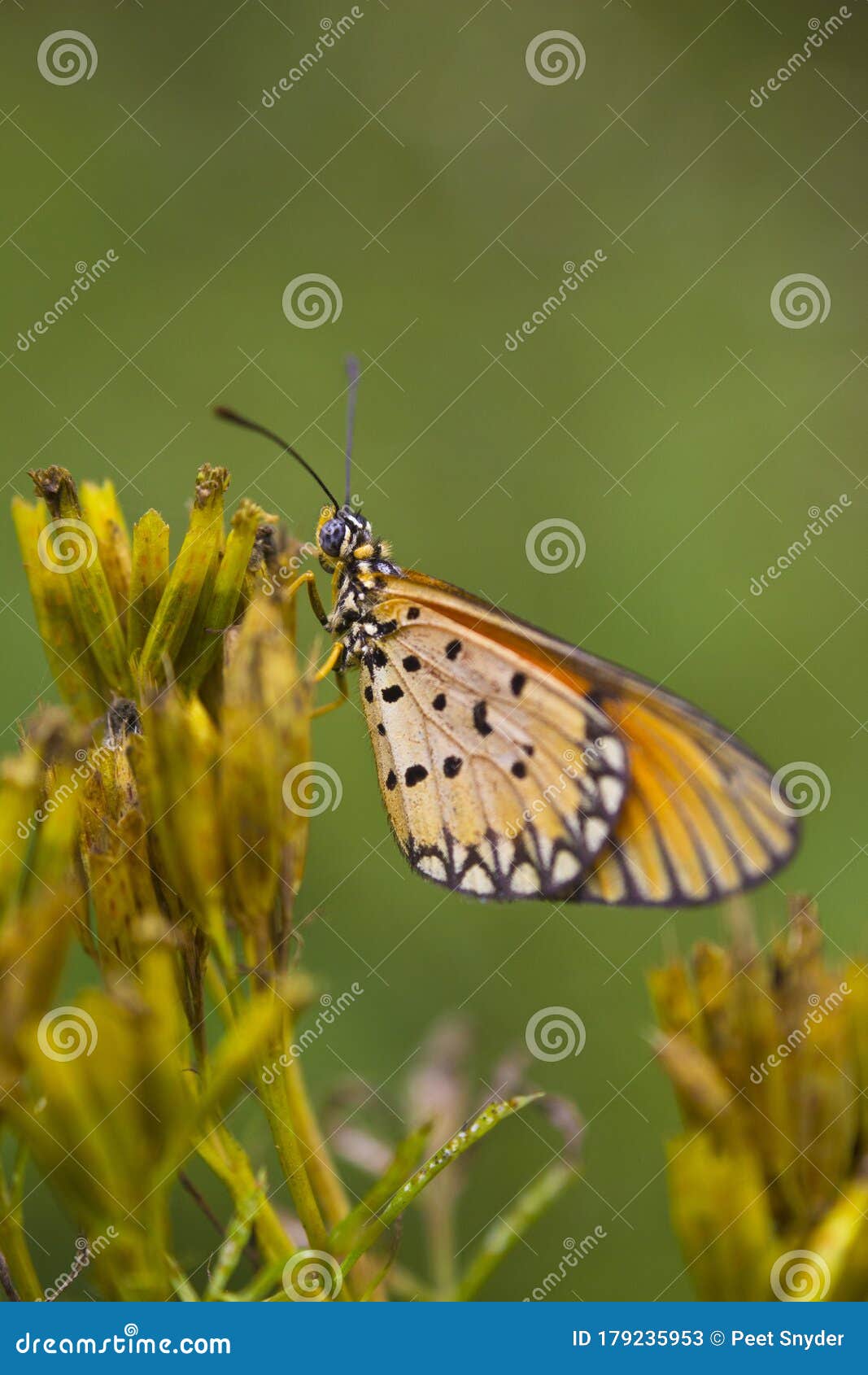 Butterfly on wild weeds stock image. Image of wildlife - 179235953