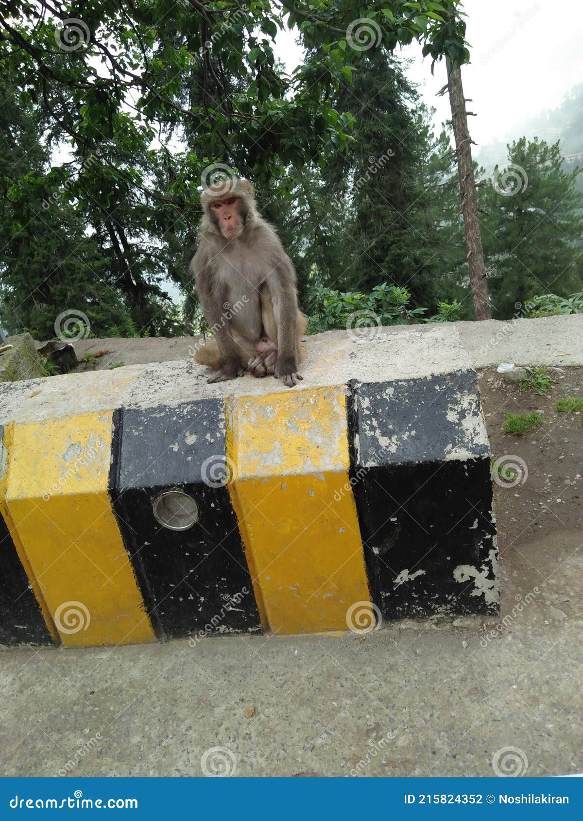 The Butyfull Monkey of Maree. Stock Photo - Image of butyfull ...