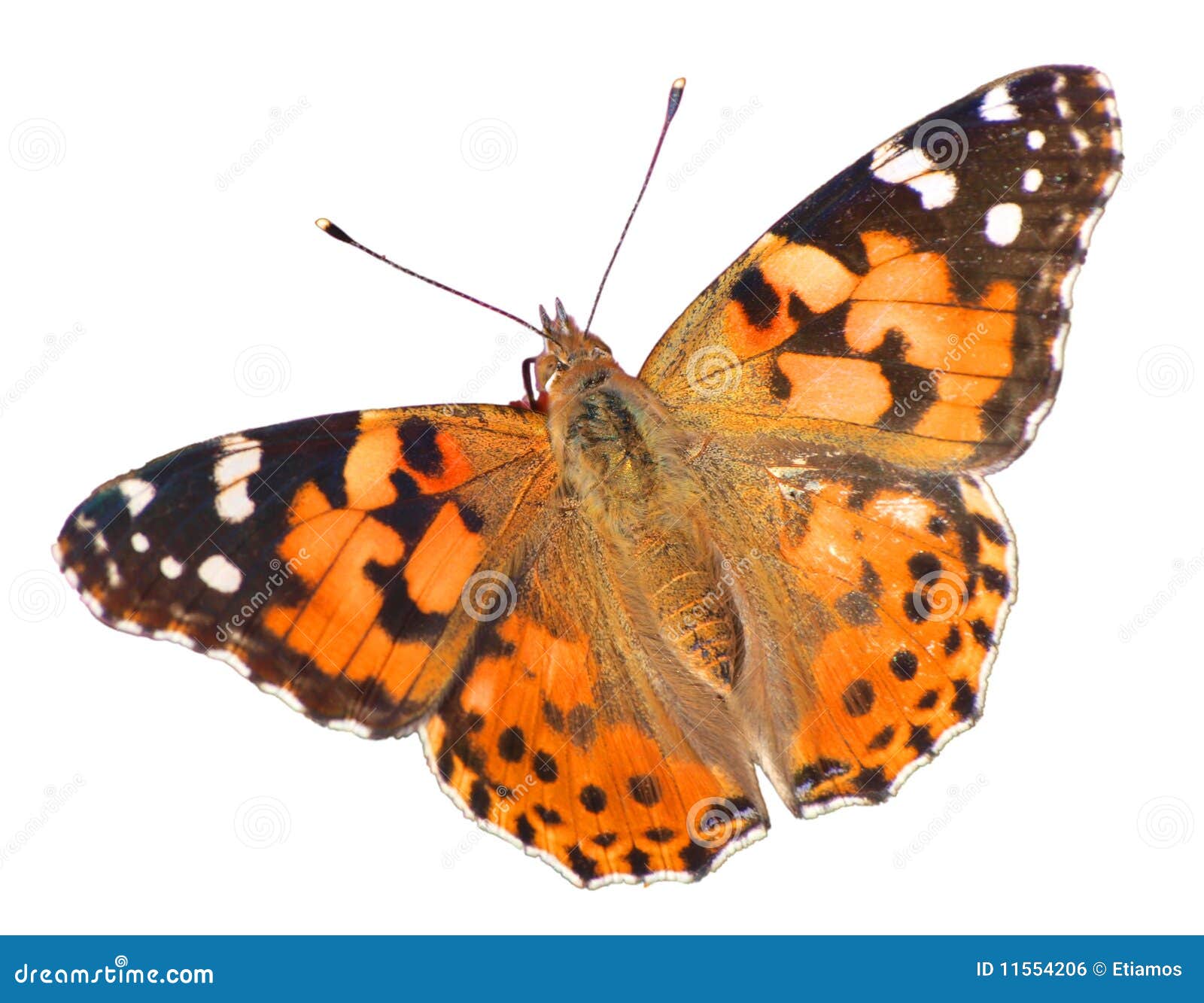 Buuterfly stock photo. Image of beautiful, springtime - 11554206