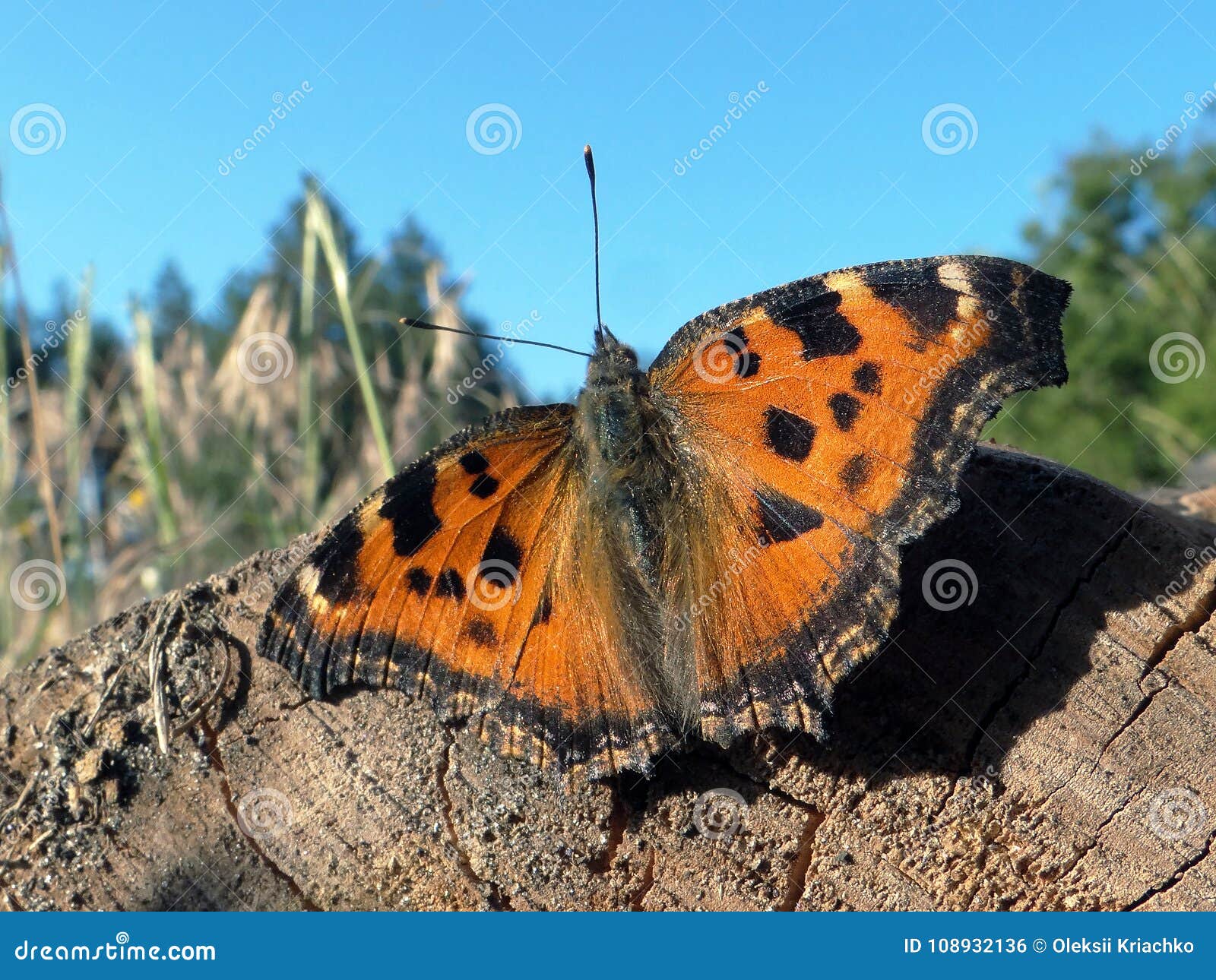 Butterfly. Butterfly Wings. Butterfly Large Tortoiseshell Stock Photo ...
