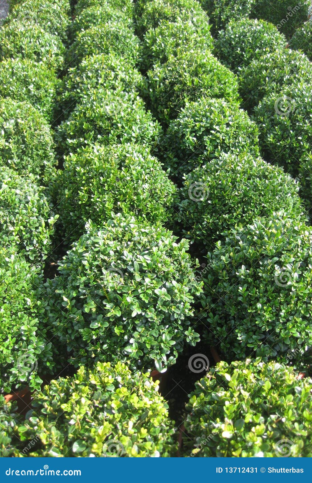 Buxus imagen de archivo. Imagen de decorativo, plantas - 13712431