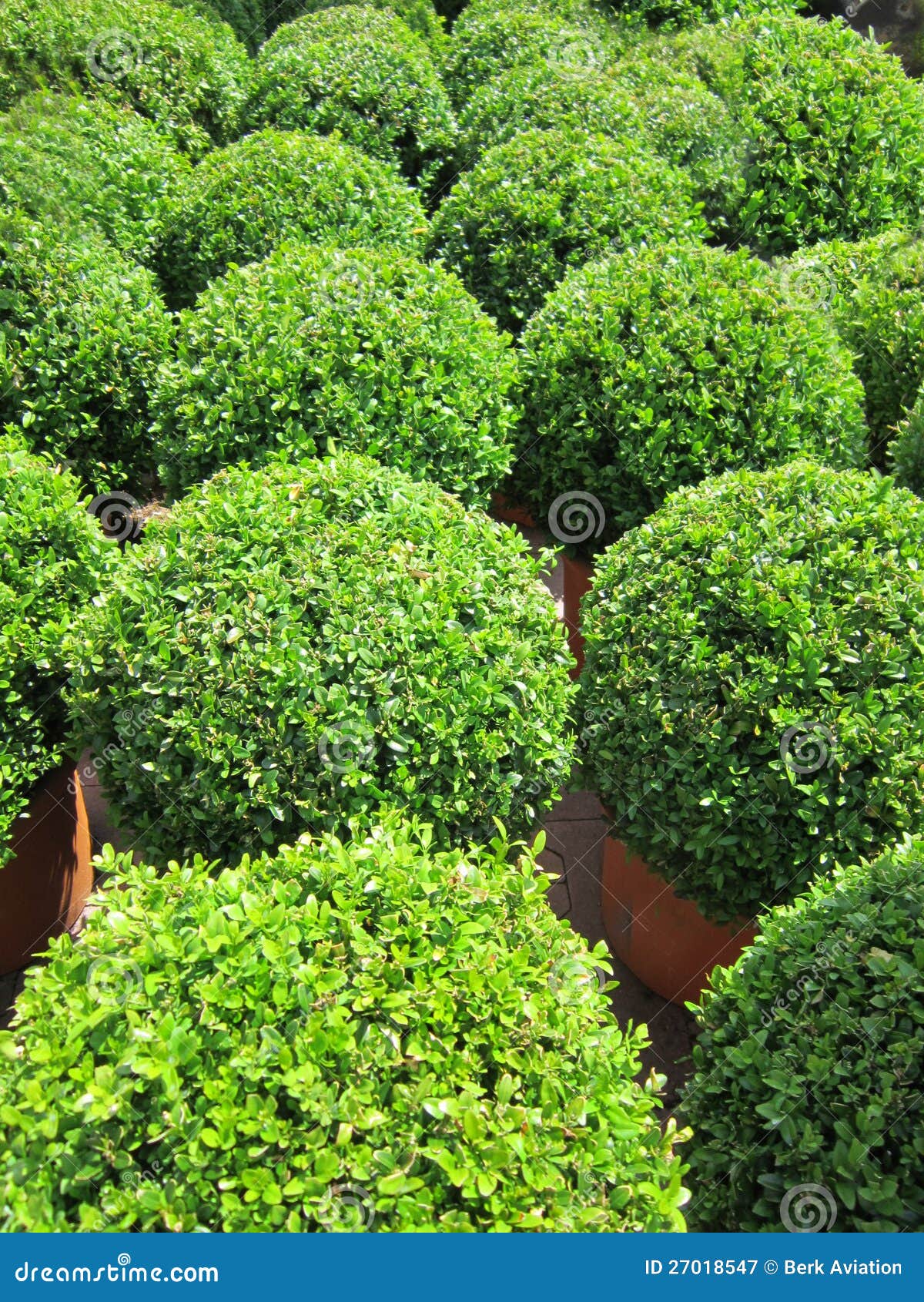 Buxus stock image. Image of gardener, park, green, plant - 27018547