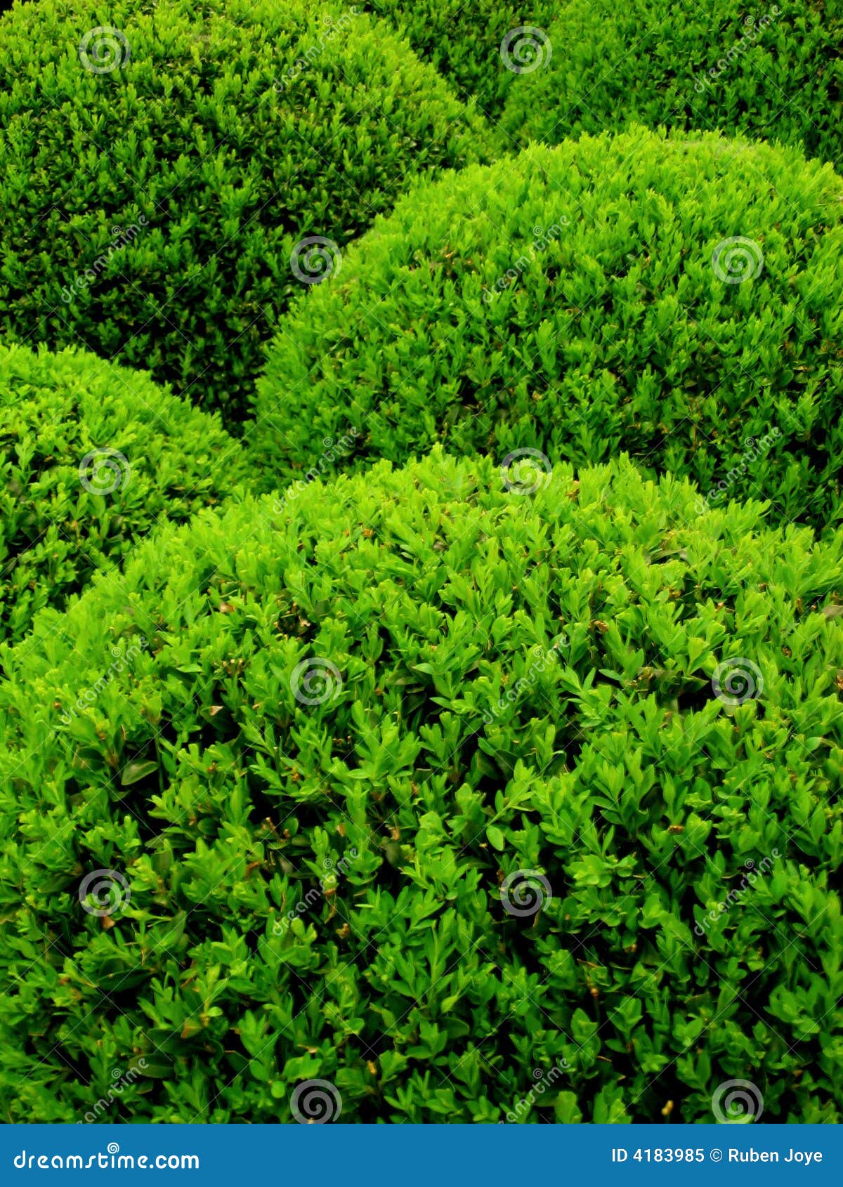 Buxus sempervirens stock image. Image of plants, spring - 4183985