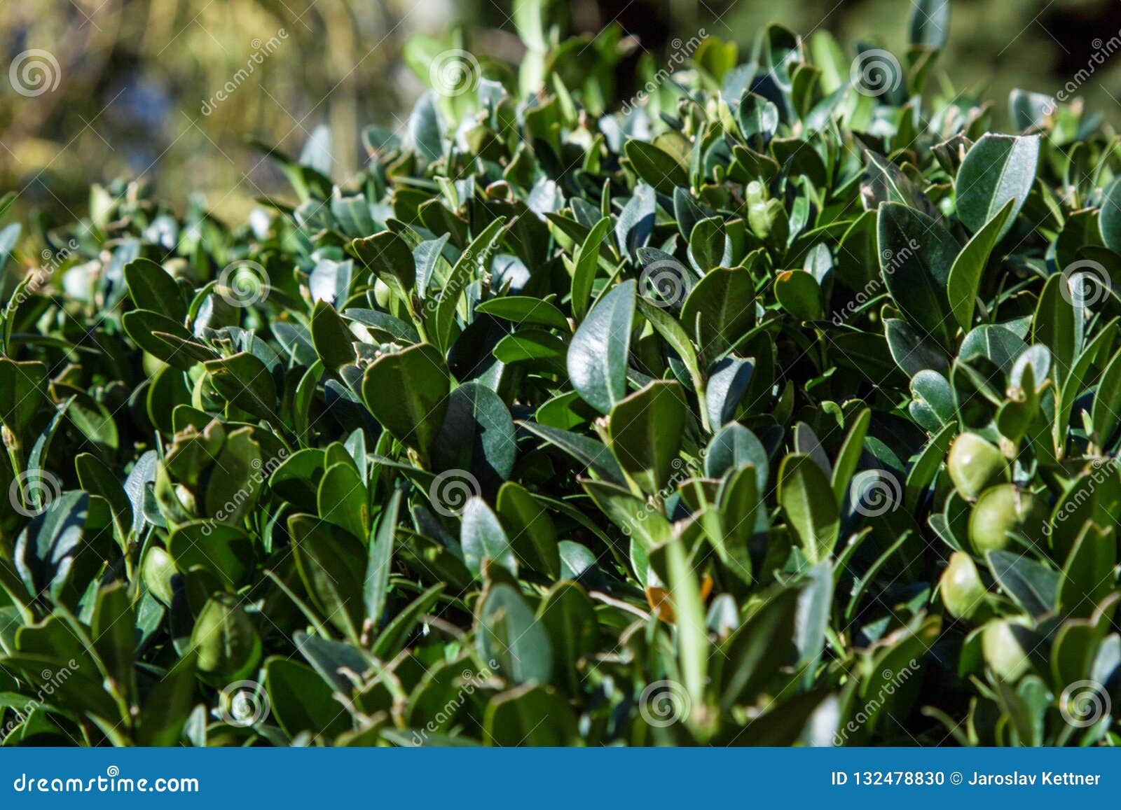 Buxus sempervirens stock photo. Image of white, slowgrowing - 132478830