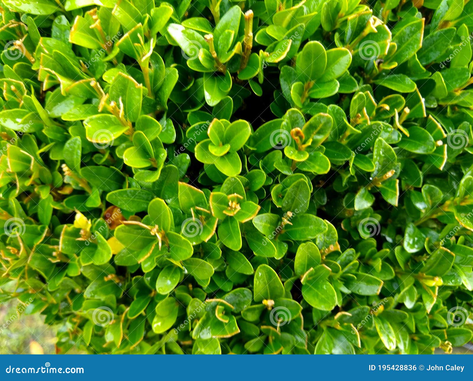 Buxus sempervirens stock photo. Image of closeup, nature - 195428836