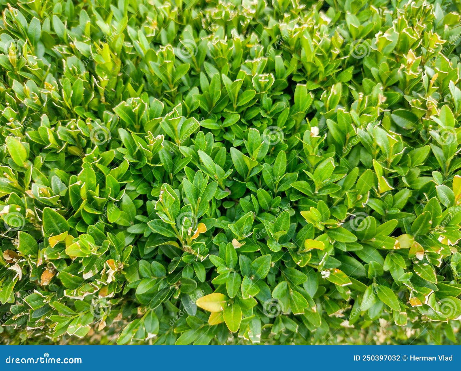 Buxus Sempervirens Plant - Macro View Stock Photo - Image of macro ...