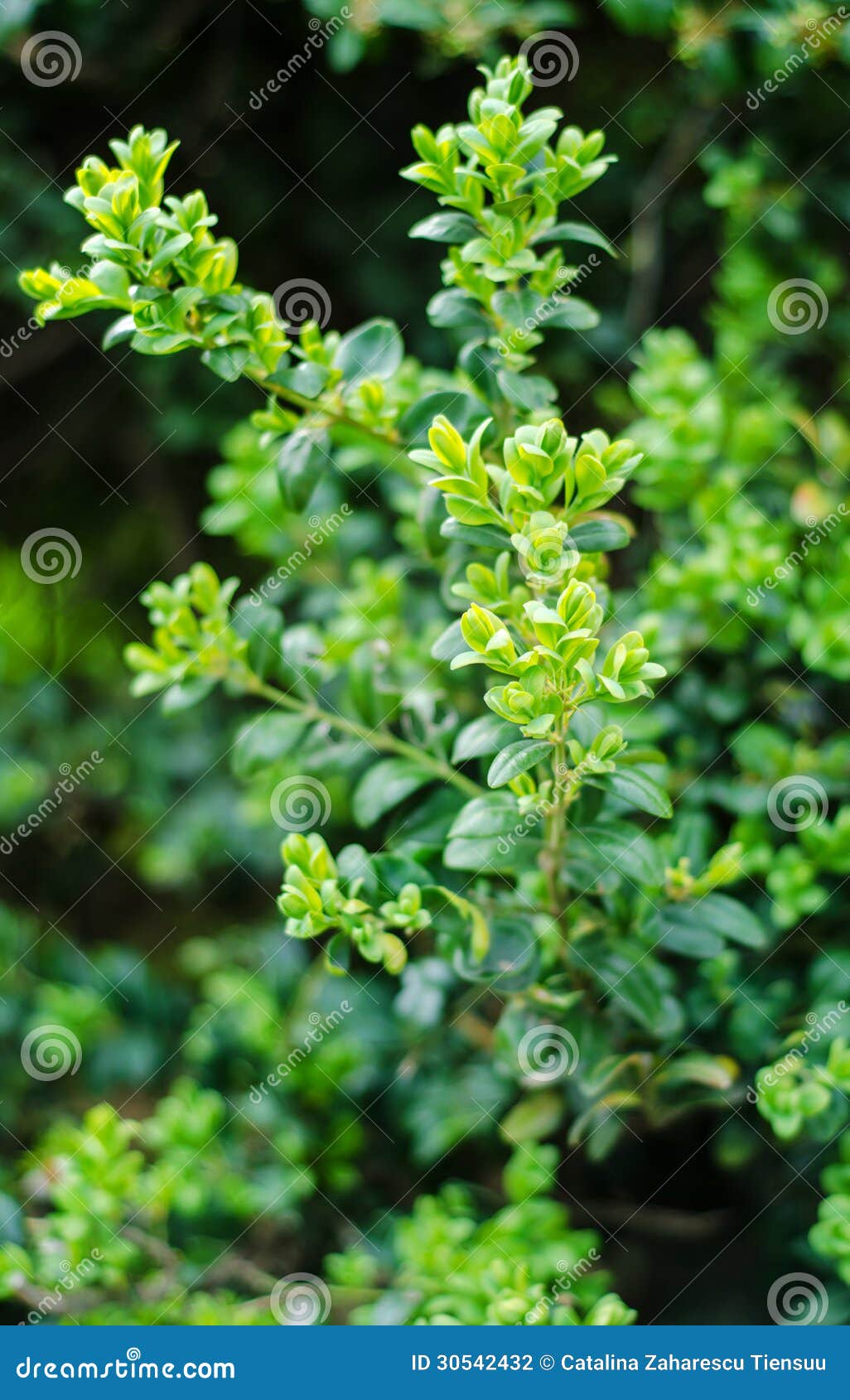 Buxus sempervirens stock photo. Image of common, shrub - 30542432