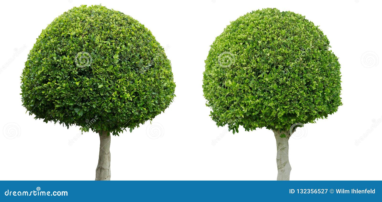 Two Decorative Boxwood Trees Isolated on White Background Stock Image ...
