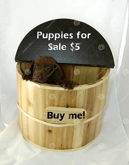 Buy Me! stock photo. Image of discount, pooch, paws, bargain - 3307346