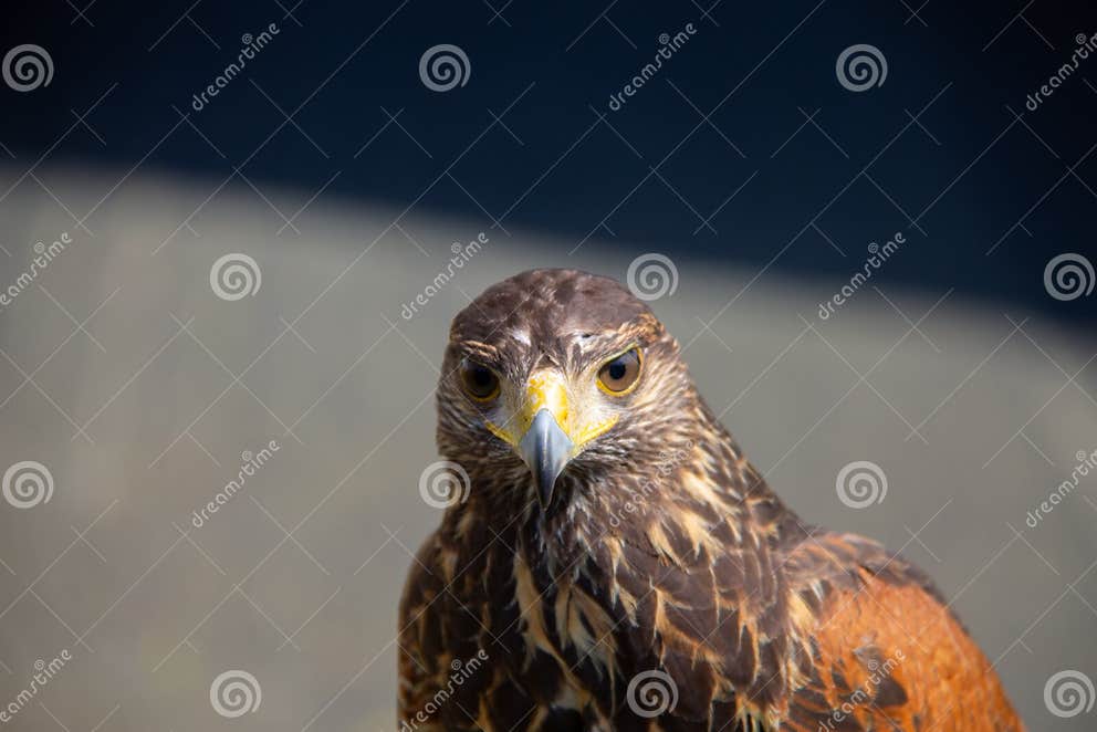 Buzzard Looking into the Camera Stock Photo - Image of wildlife, camera ...