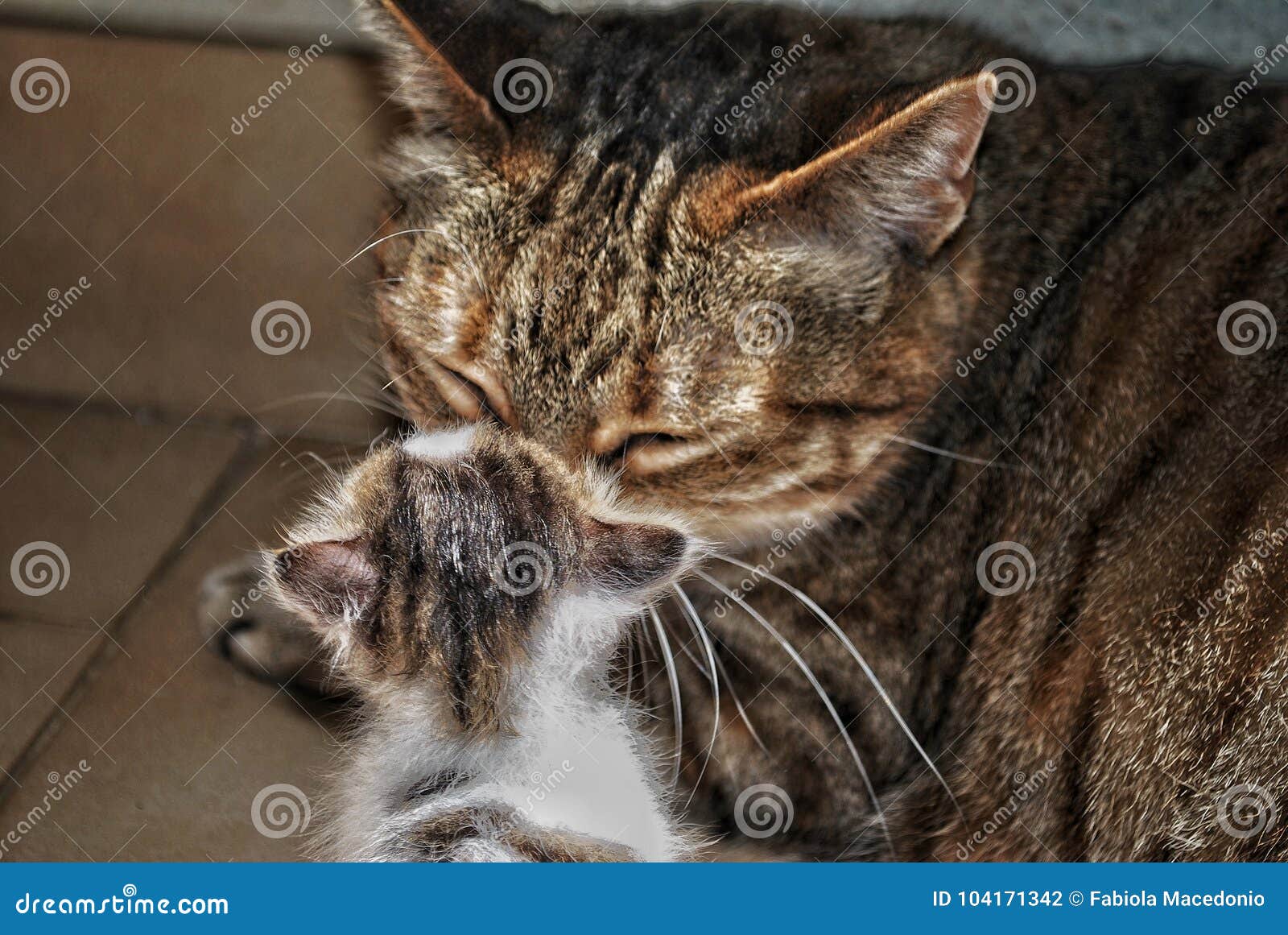 Buziak zdjęcie stock. Obraz złożonej z buziak, mamuśka - 104171342