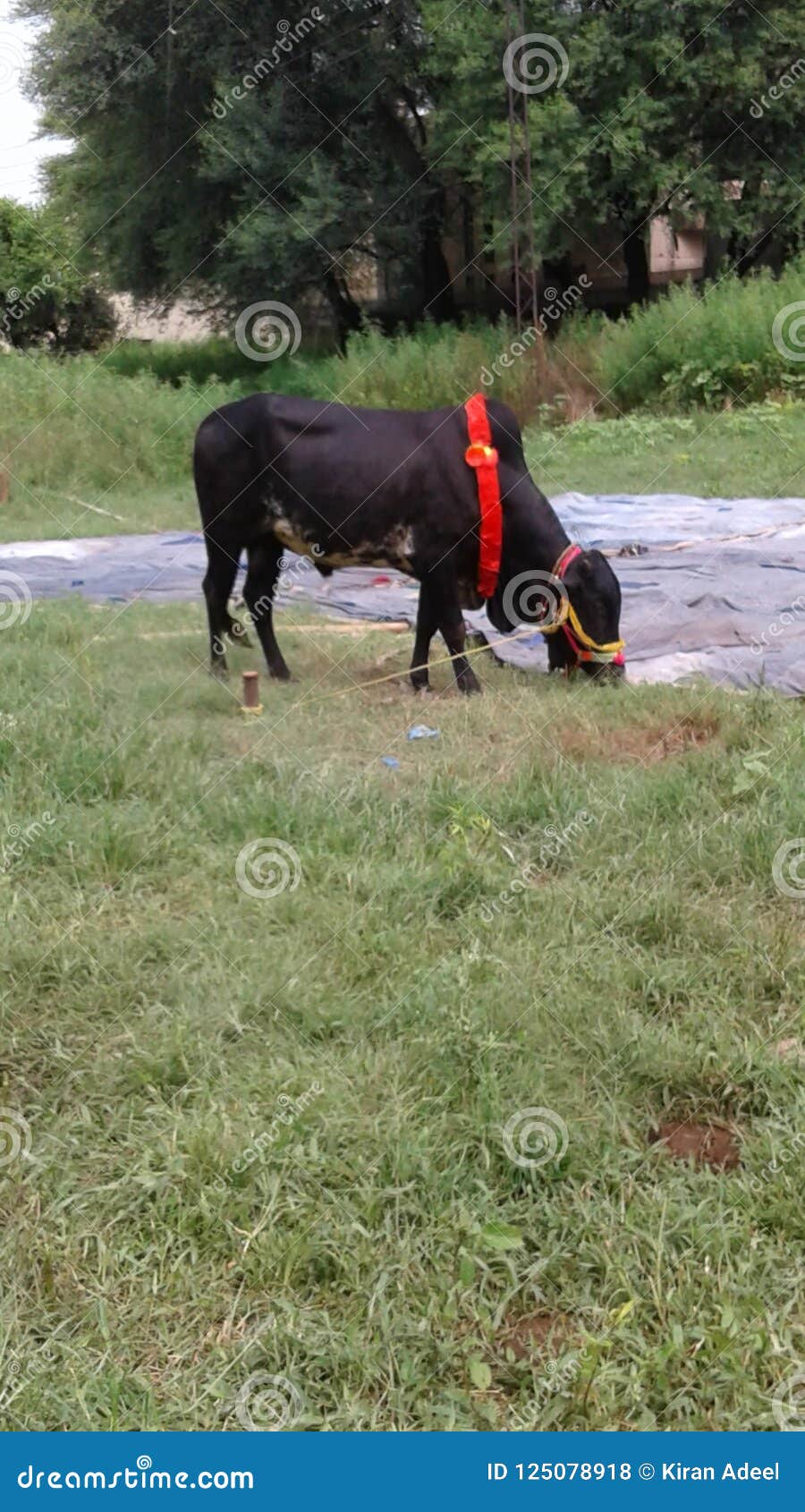 Side pose of black bull stock photo. Image of bull, side - 125078918