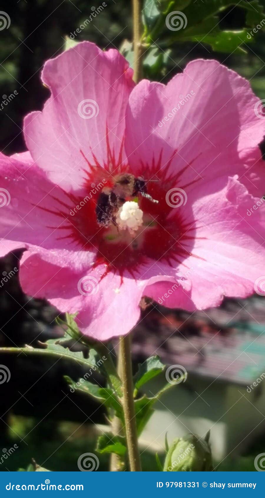 Buzz stock image. Image of buzz, nature, flowers, outdoors - 97981331