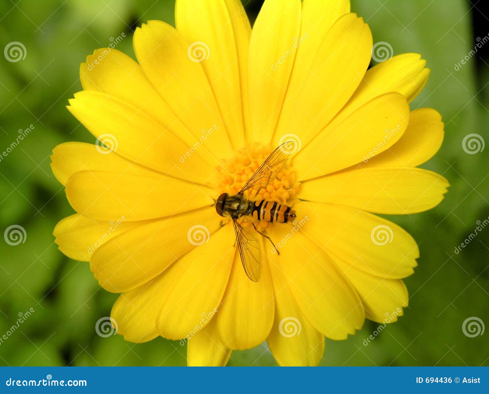 Yellow Marigold Image, With Pastel Color | CartoonDealer.com #137994022