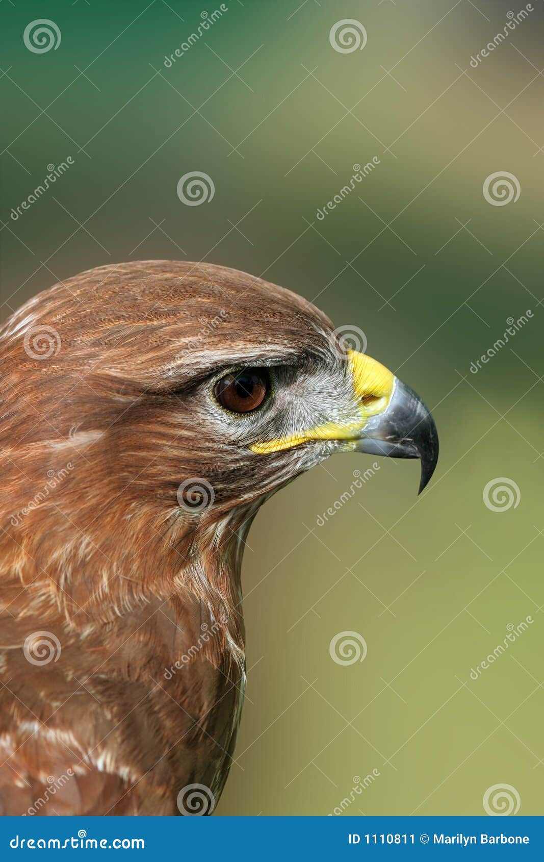 The Buzzard stock image. Image of feathers, dangerous - 1110811