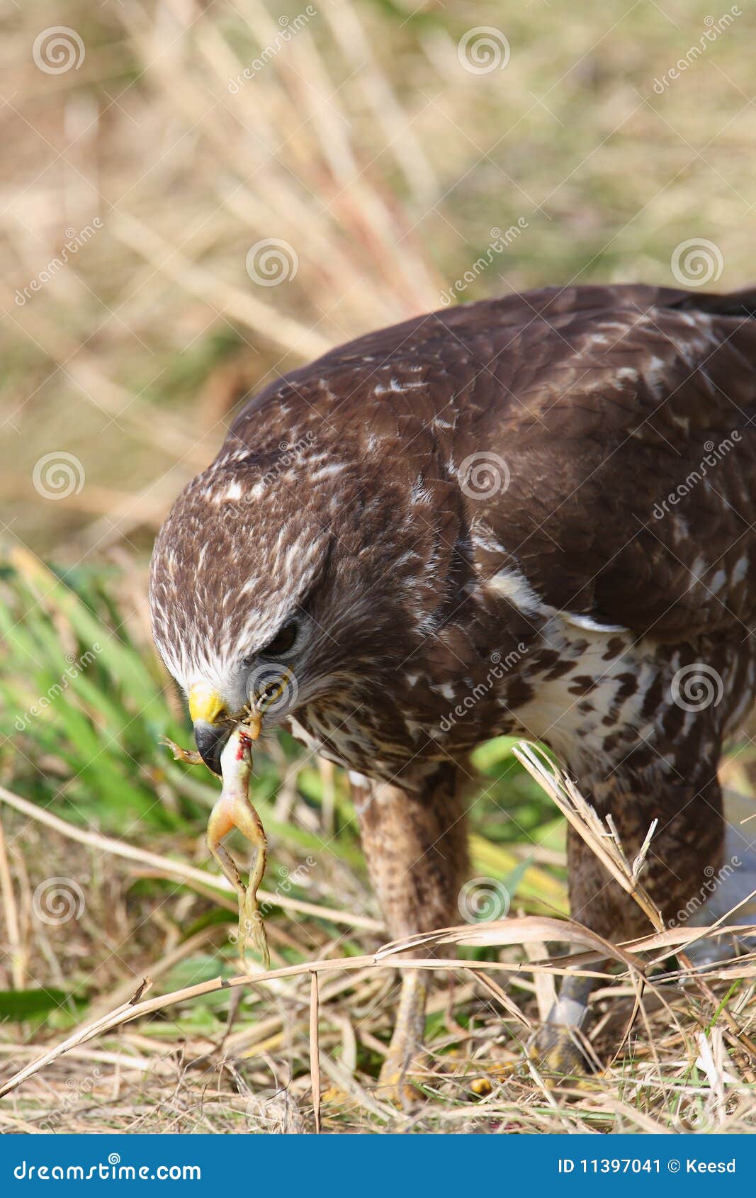 Buzzard stock image. Image of daylight, prey, closeup - 11397041