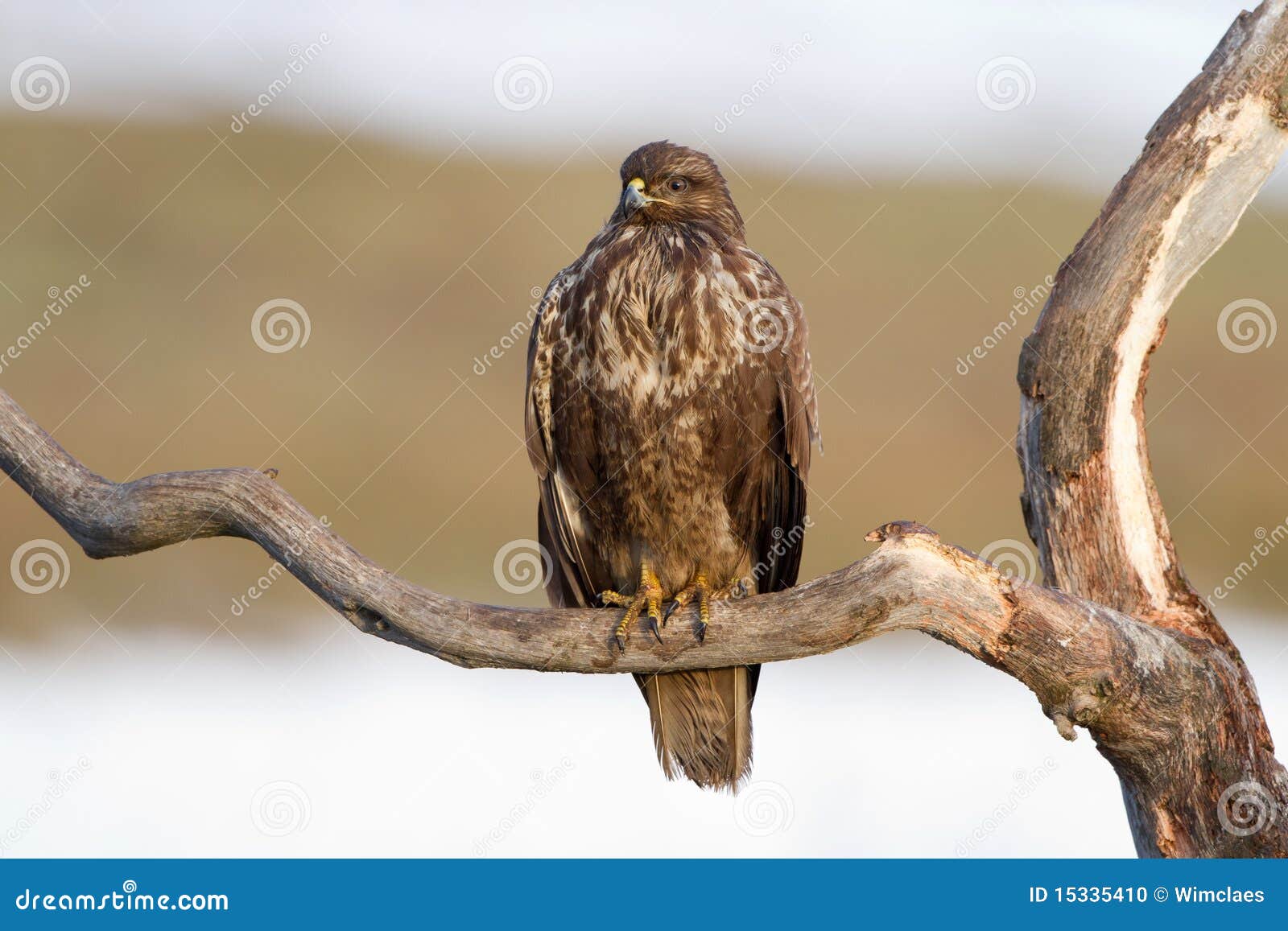 Buzzard stock photo. Image of water, fauna, morning, brown - 15335410
