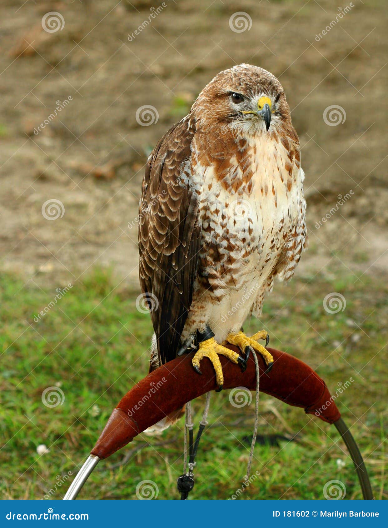 The Buzzard stock photo. Image of meadow, eyes, environment - 181602