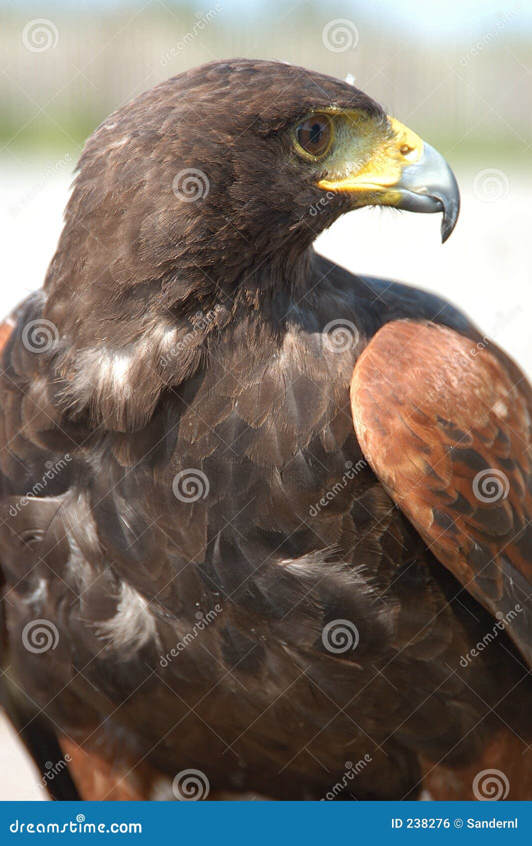 Buzzard stock photo. Image of raptor, predator, falcon - 238276