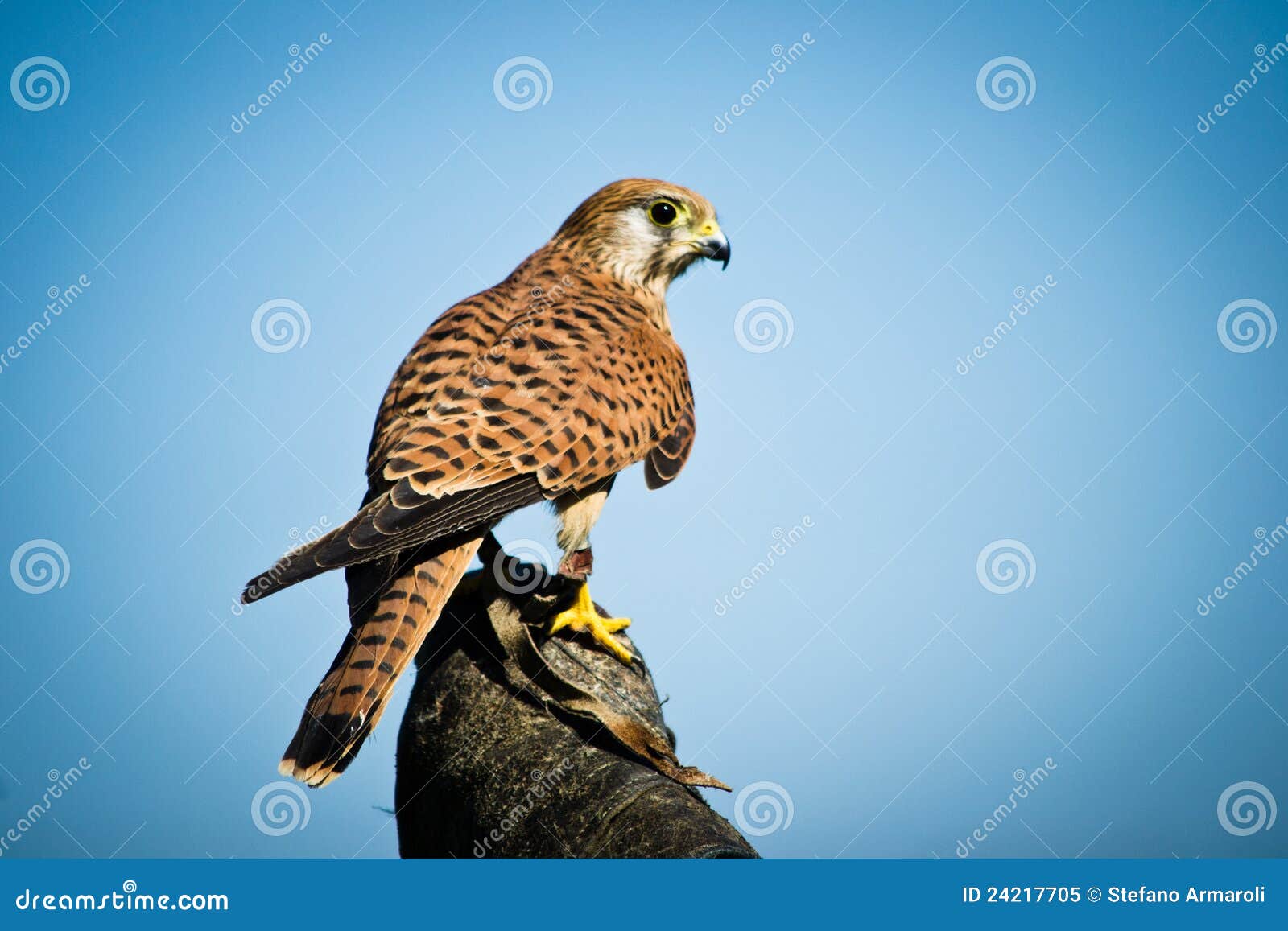 Buzzard stock image. Image of falconry, feathers, falcon - 24217705