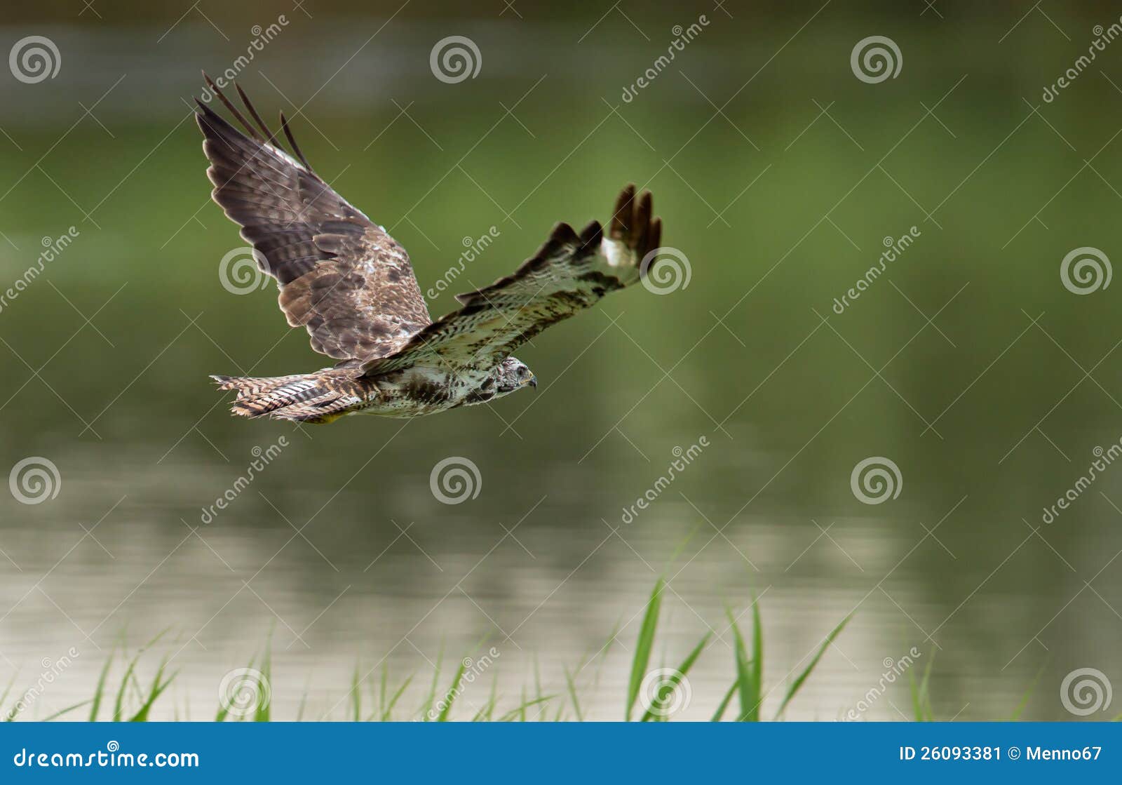 Buzzard stock image. Image of preservation, birdwatching - 26093381