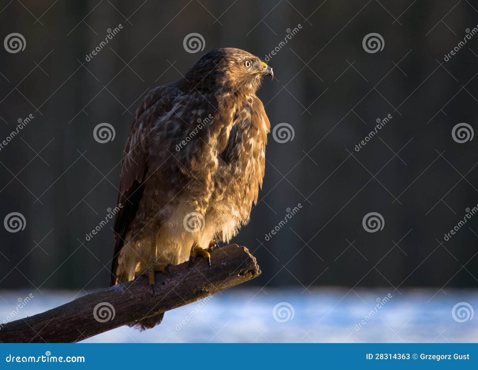 Buzzard stock image. Image of forest, meat, frost, common - 28314363