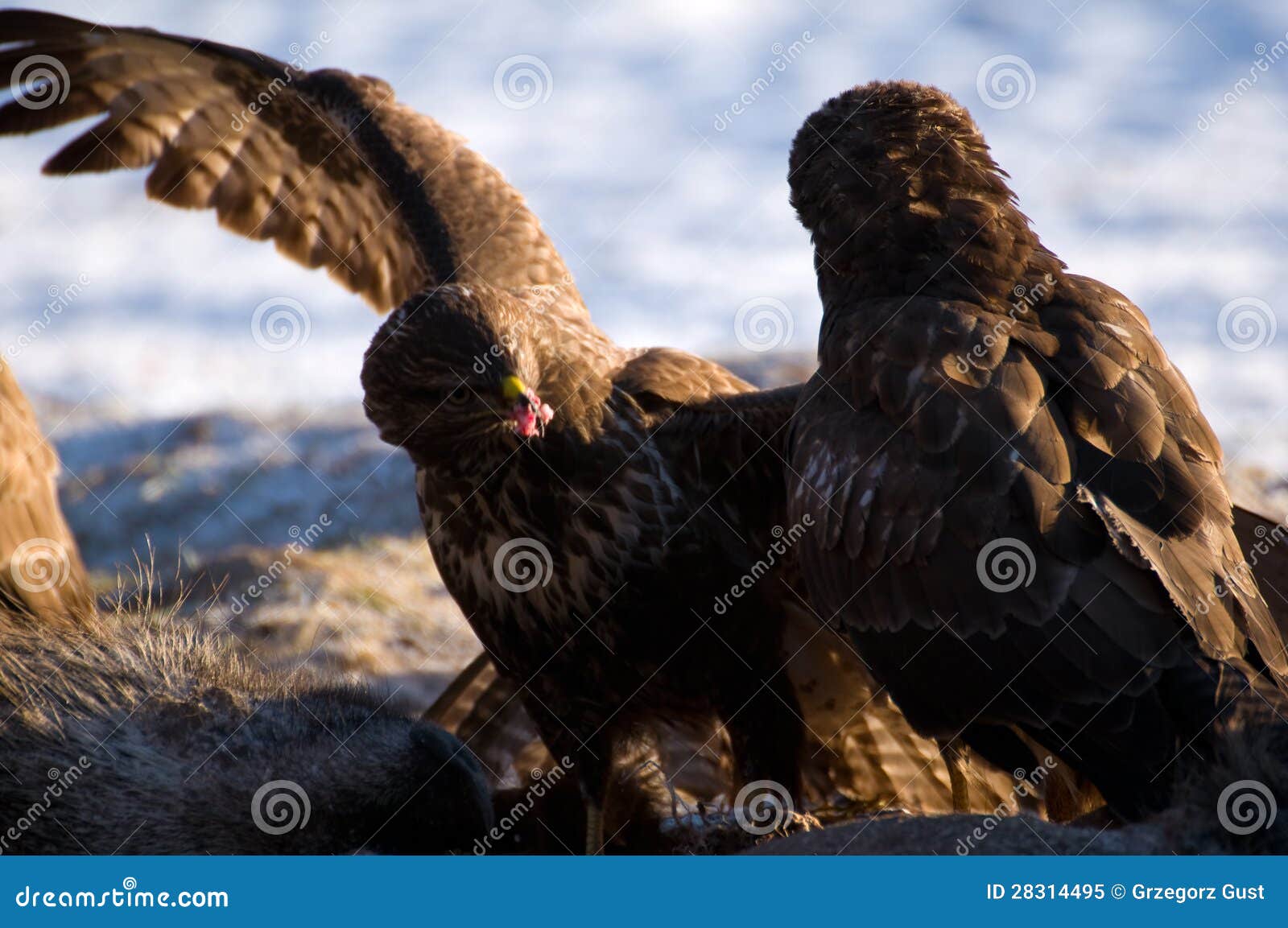 Buzzard stock image. Image of killer, majestic, buteo - 28314495