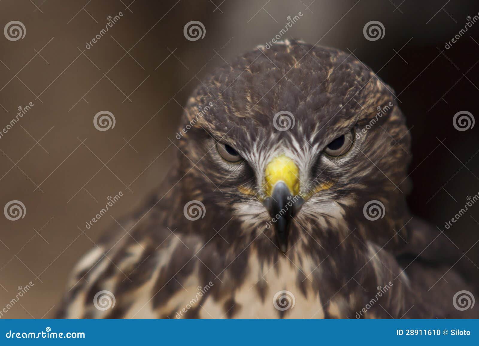 Buzzard stock photo. Image of bird, wild, european, head - 28911610